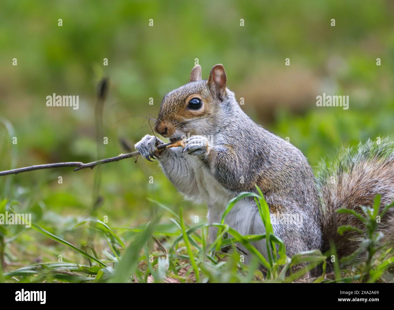 Nibbles on a stick hi-res stock photography and images - Alamy
