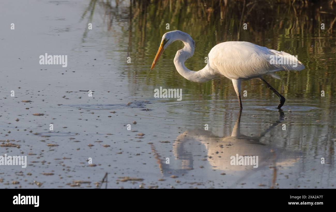 A bird wades in shallow water with beak submerged Stock Photo - Alamy
