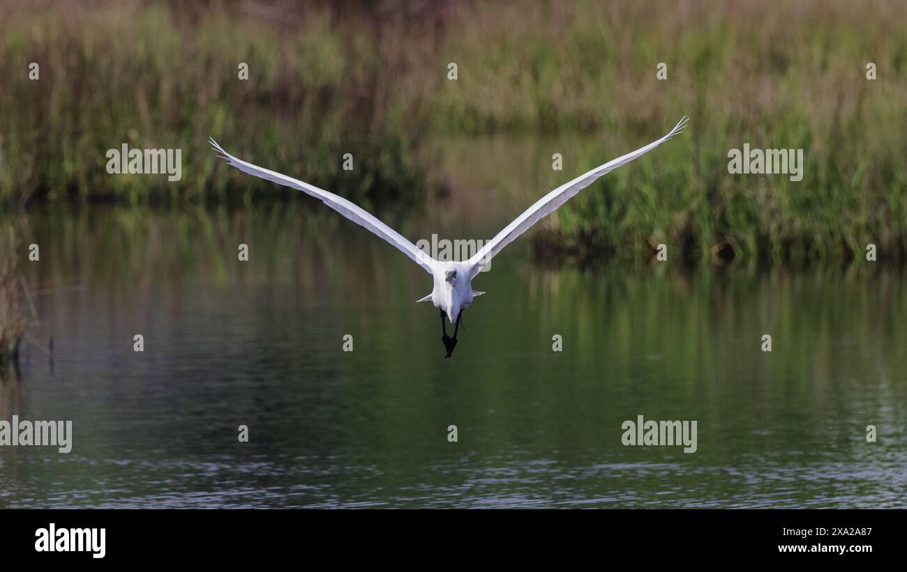 A bird flying over water with a background of water Stock Photo - Alamy