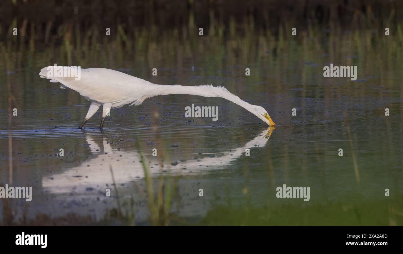A white bird fishing in water, bending over to catch a fish Stock Photo ...