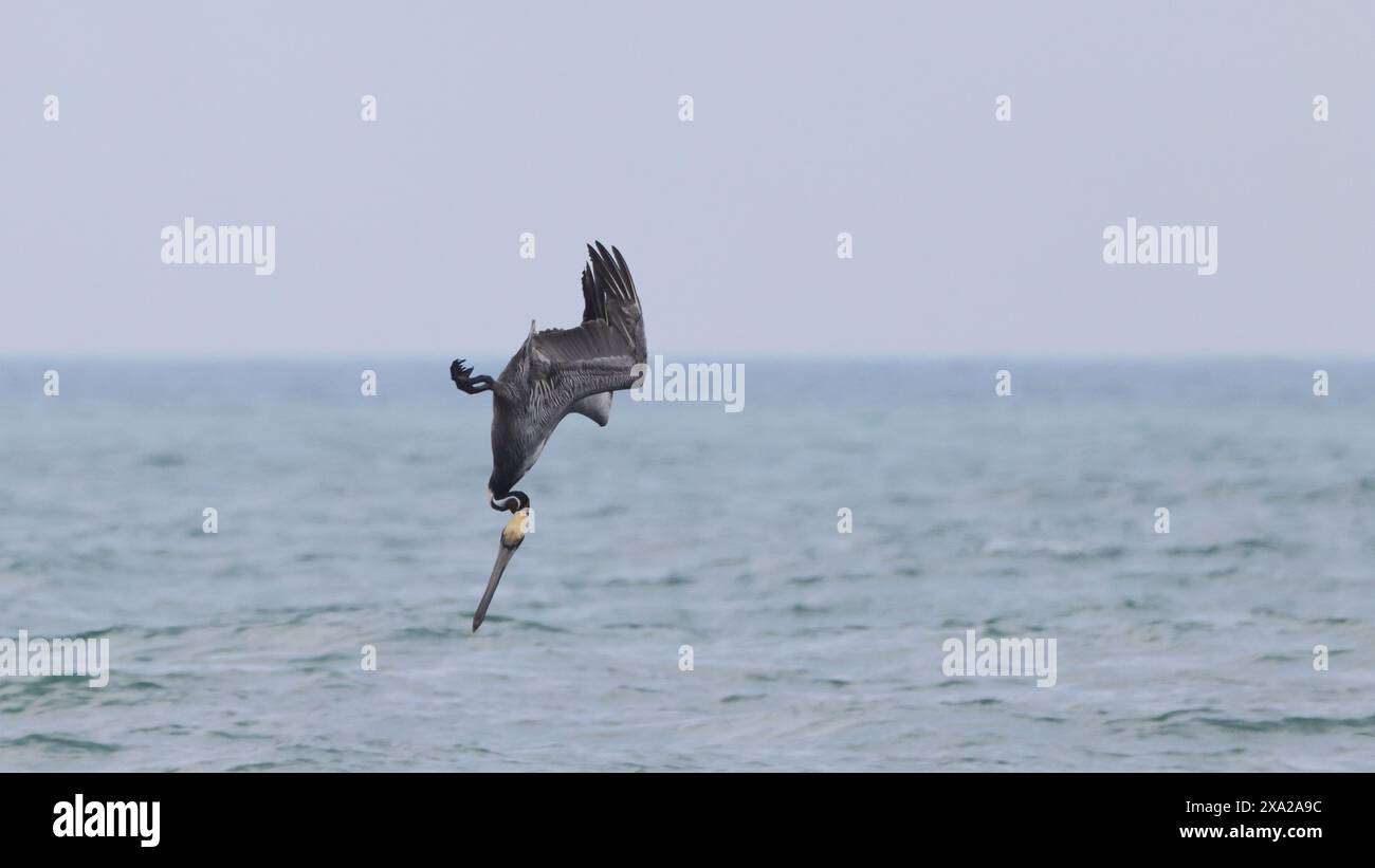 A bird catches a fish mid-air Stock Photo - Alamy