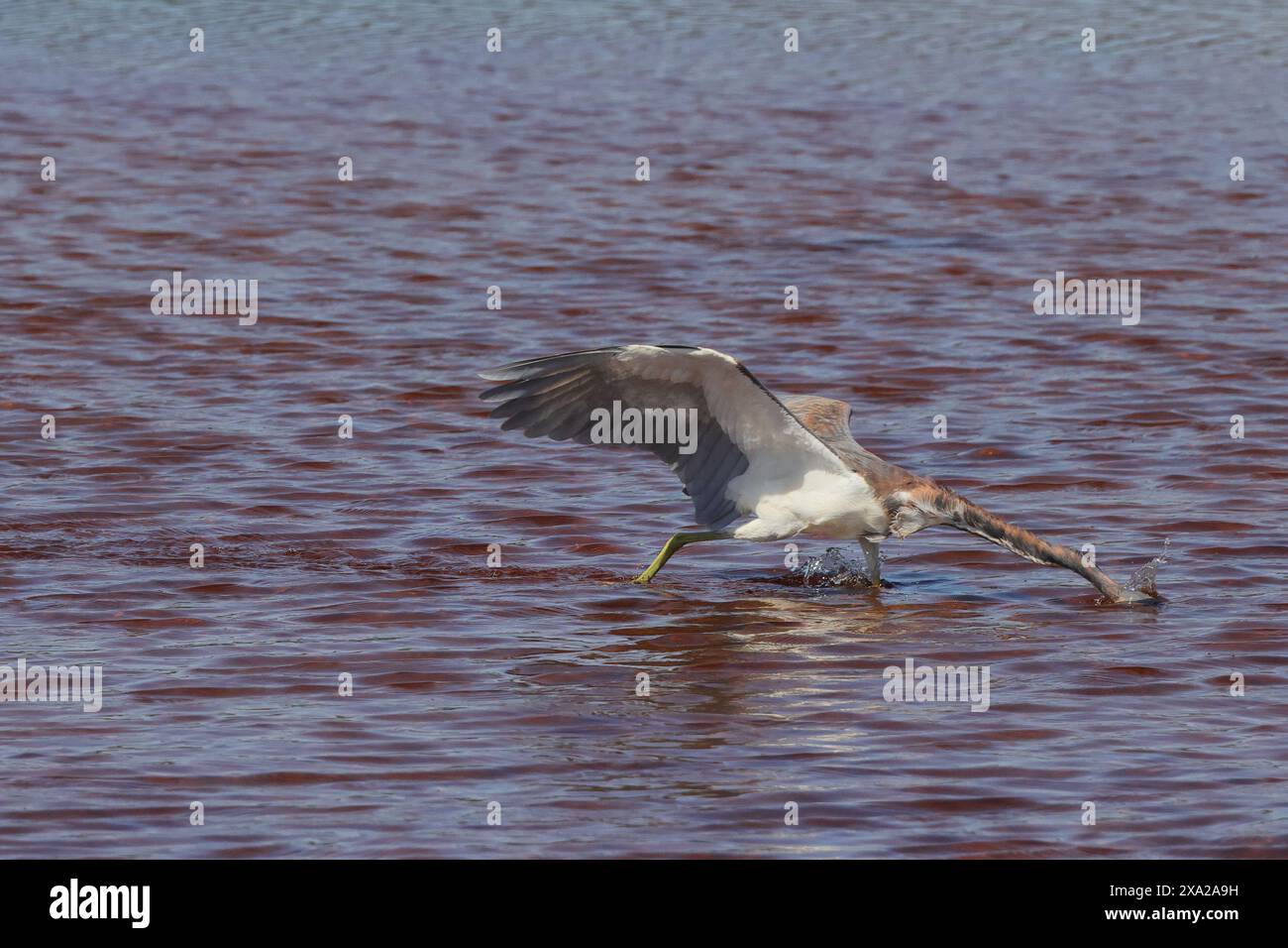 A bird in flight with wings extended over water Stock Photo - Alamy