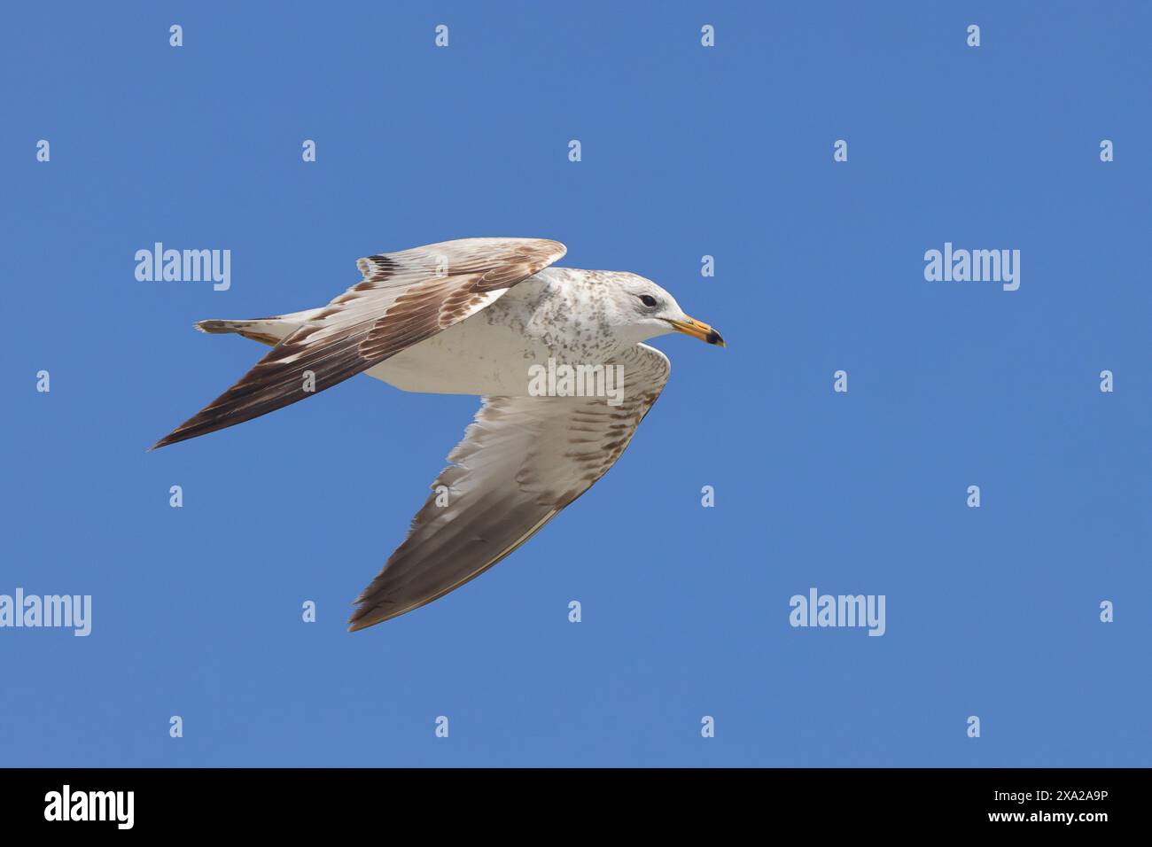 Soar soaring upwards hi-res stock photography and images - Alamy