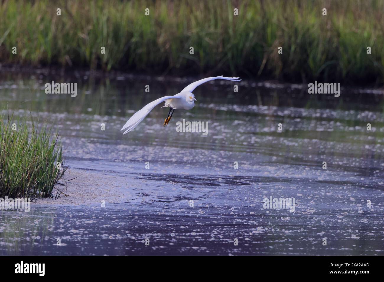 A bird in flight over water hunting for fish Stock Photo - Alamy
