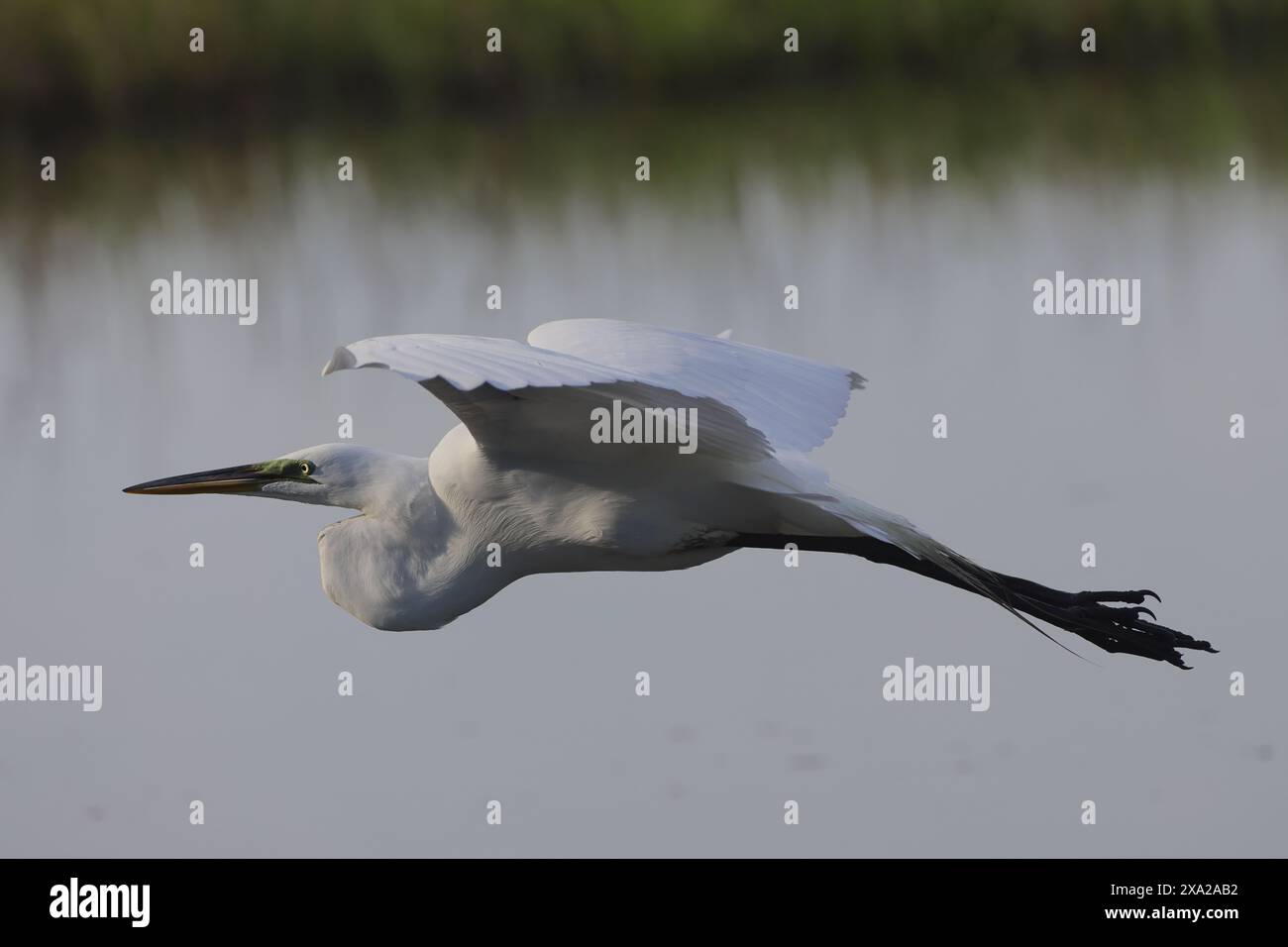 White bird with black wings soaring over water with trees in the ...