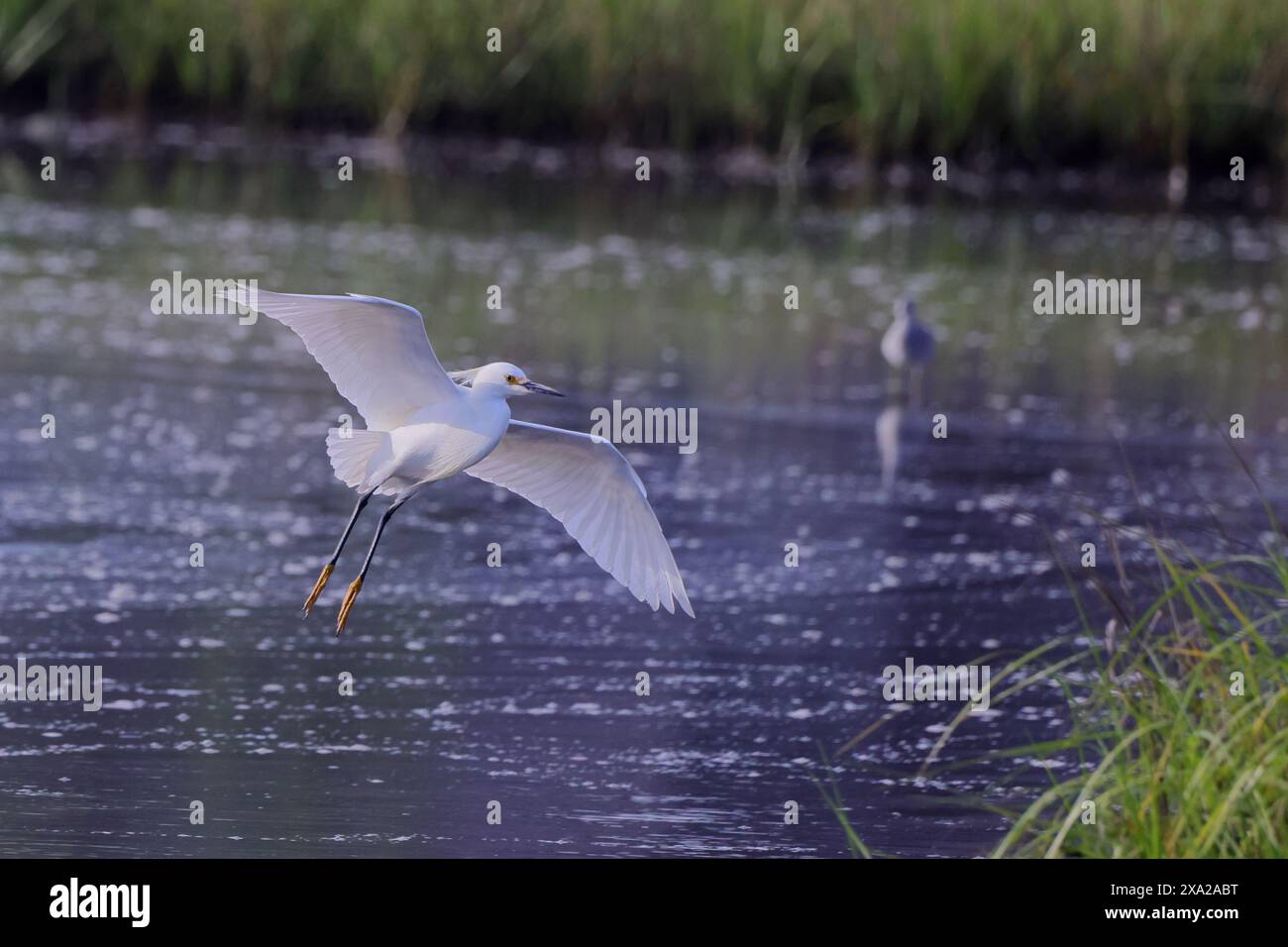Two white birds flying near water and green grass Stock Photo - Alamy