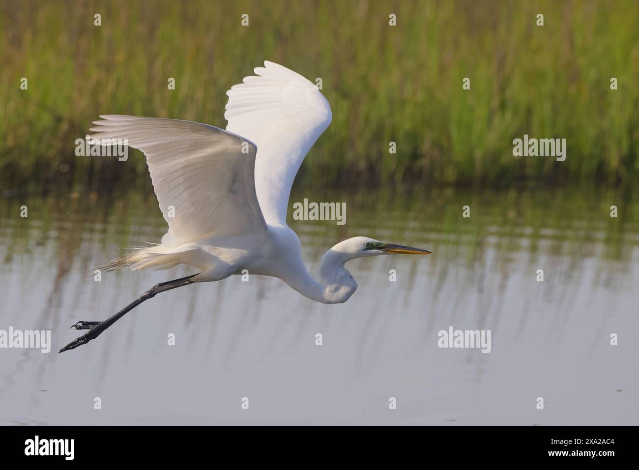 A big white bird with a worm in its beak flying over water and grass ...