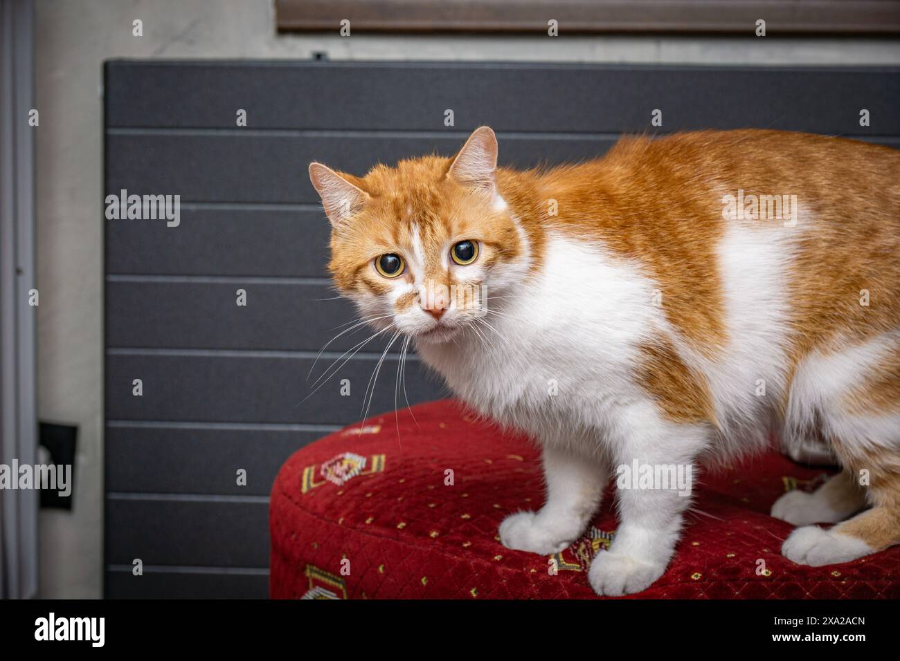 Orange And White Cat Standing On Red Ottoman Stock Photo - Alamy