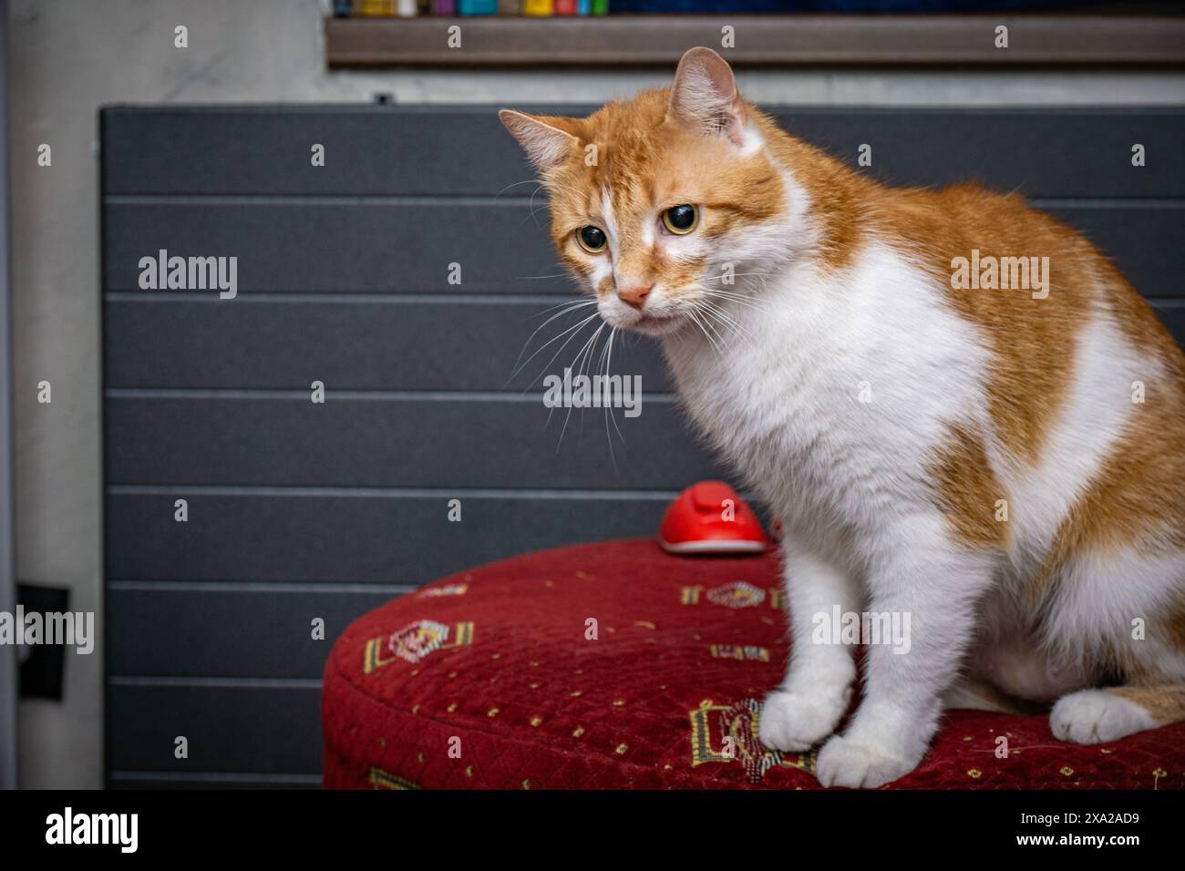Orange and White Cat Sitting on Red Cushioned Stool Indoors Stock Photo ...
