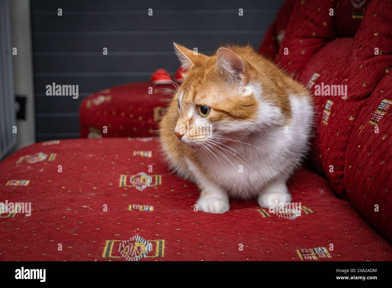Orange fluffy house cat hi-res stock photography and images - Alamy