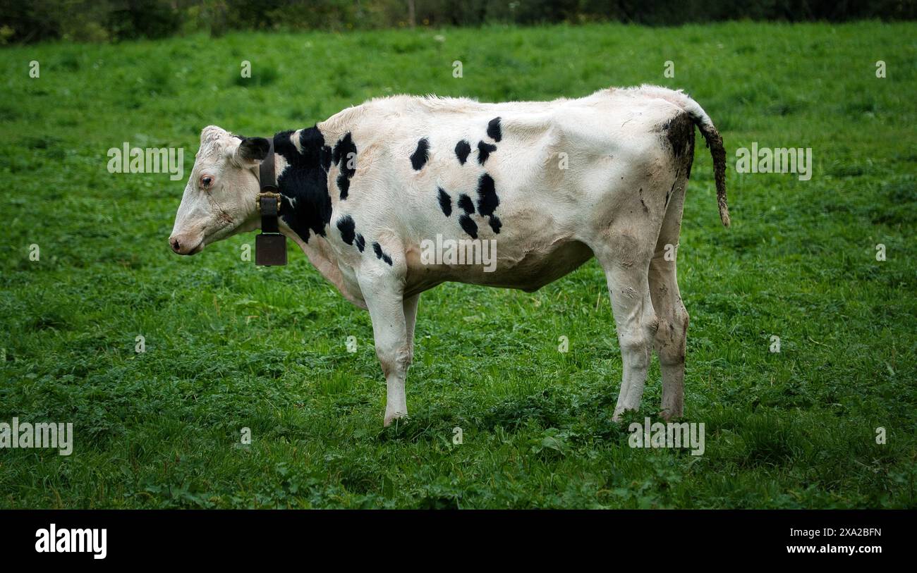 Spotted cow hi-res stock photography and images - Alamy