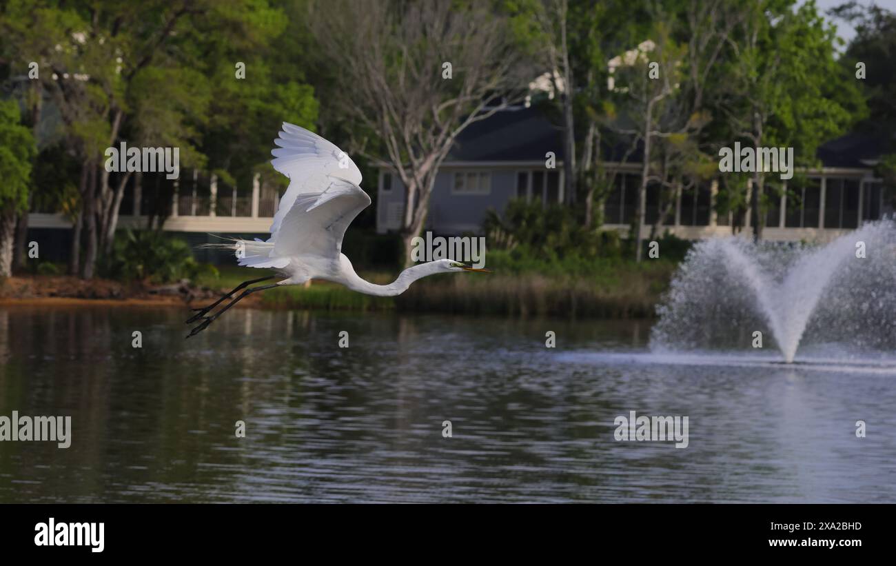 Elegant white bird soaring hi-res stock photography and images - Alamy