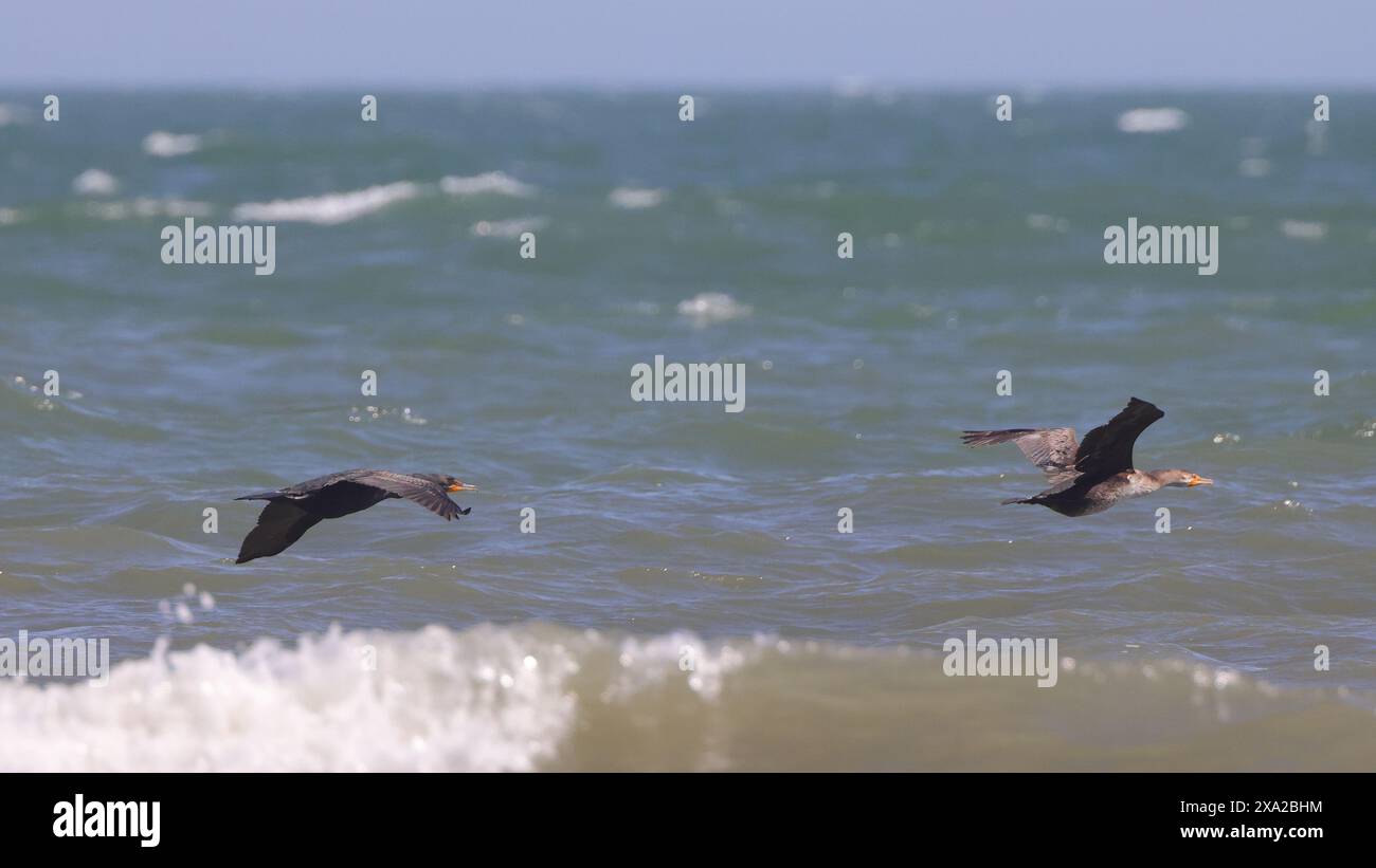 Two birds soaring above ocean waves and water Stock Photo - Alamy
