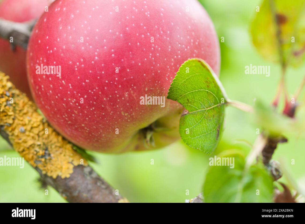 Apfel apfelstiel hi-res stock photography and images - Alamy