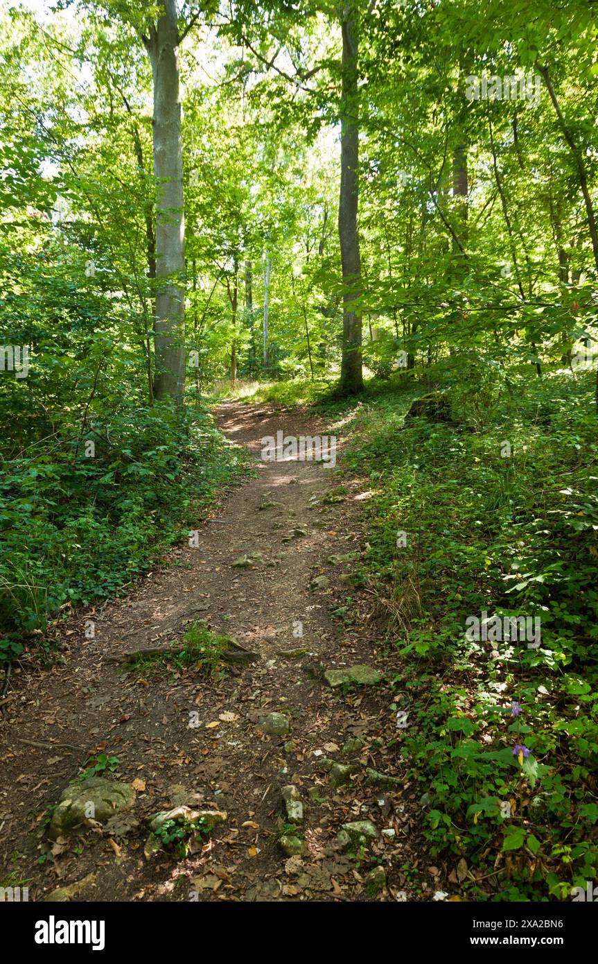 A forest path with lush green trees and bushes Stock Photo - Alamy