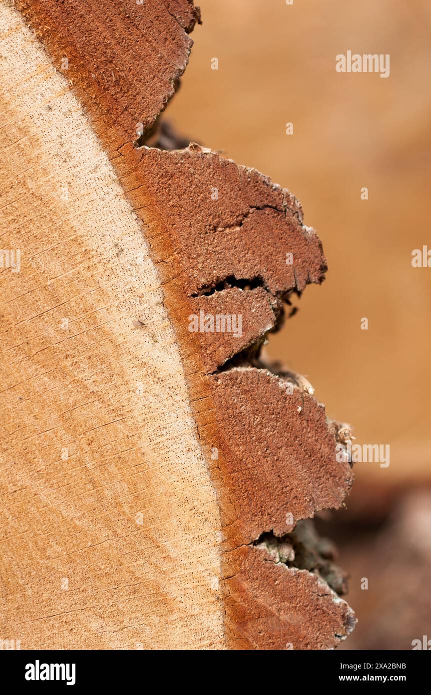A close-up of oak wood with bark in a German forest Stock Photo - Alamy