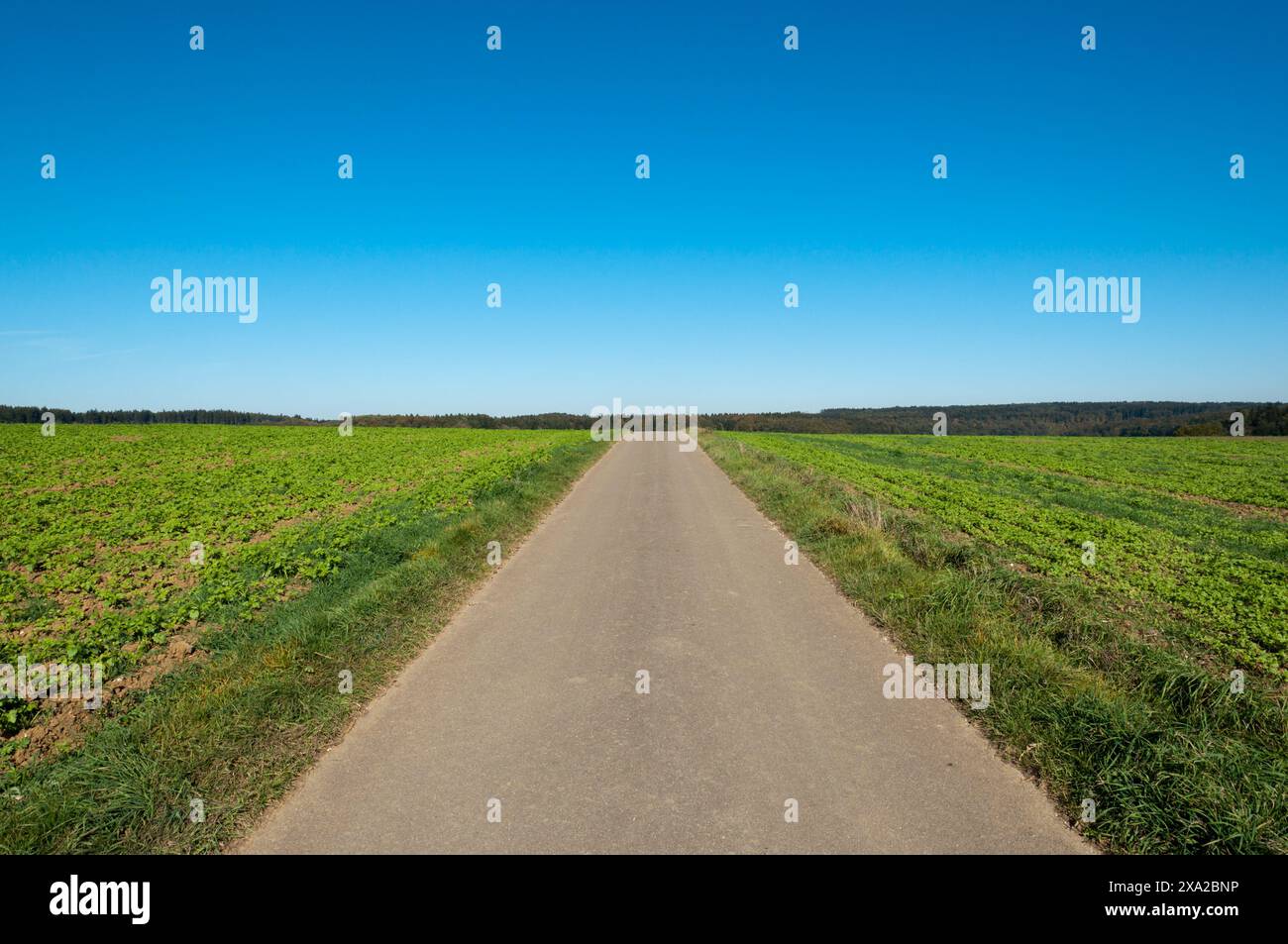 A dirt road through a field with blue sky backdrop Stock Photo - Alamy