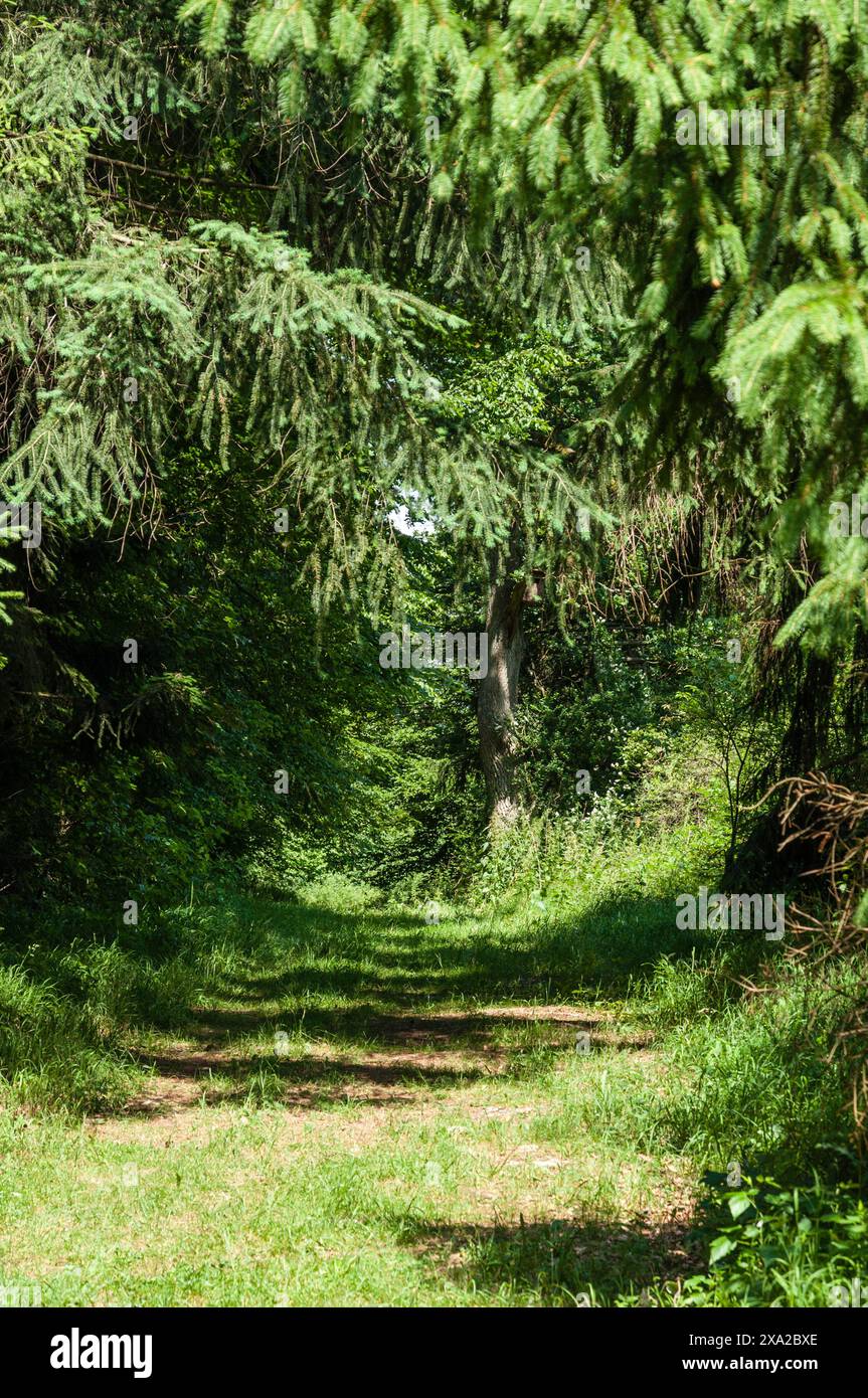 Pathway in wald forest hi-res stock photography and images - Alamy