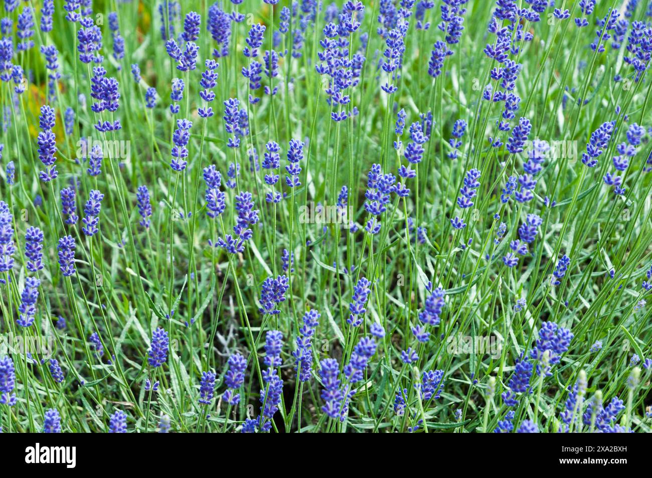 The vibrant lavender fields in southern Germany blooming Stock Photo ...