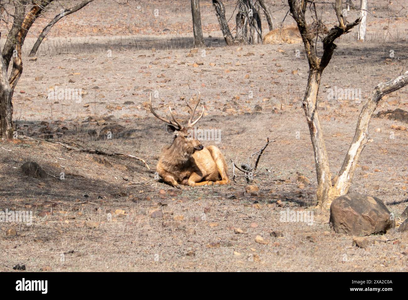 Spotted deer ranthambore national park india hi-res stock photography ...