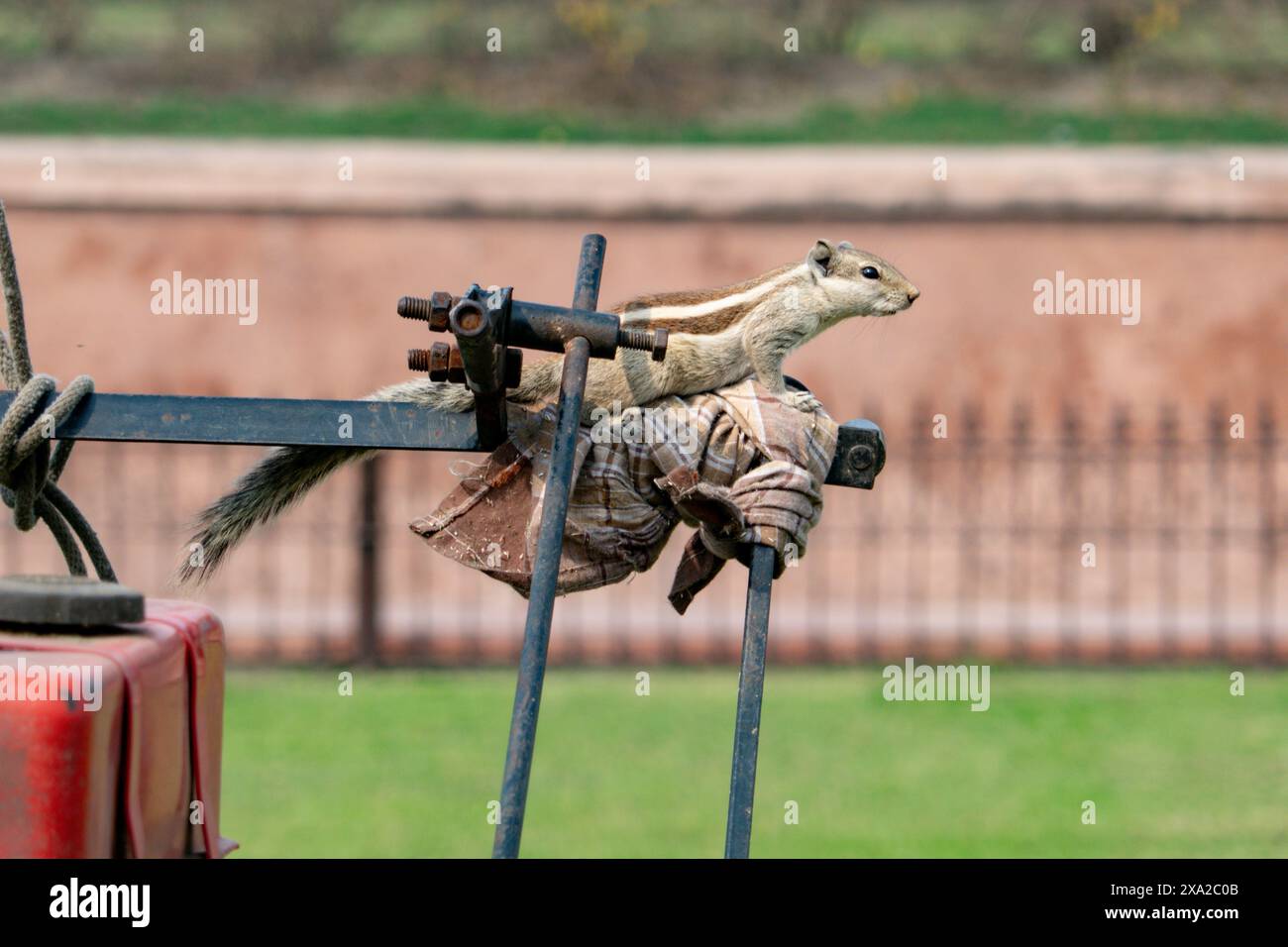 Indian palm squirrel native hi-res stock photography and images - Alamy