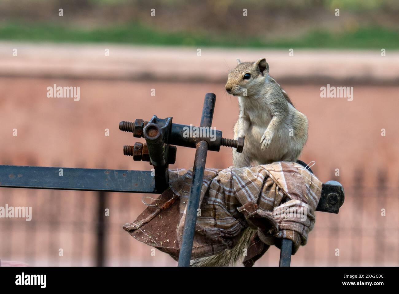 Indian Squirrel Gun Squirrel Hunting Perfect On A Calm, Sunny Day