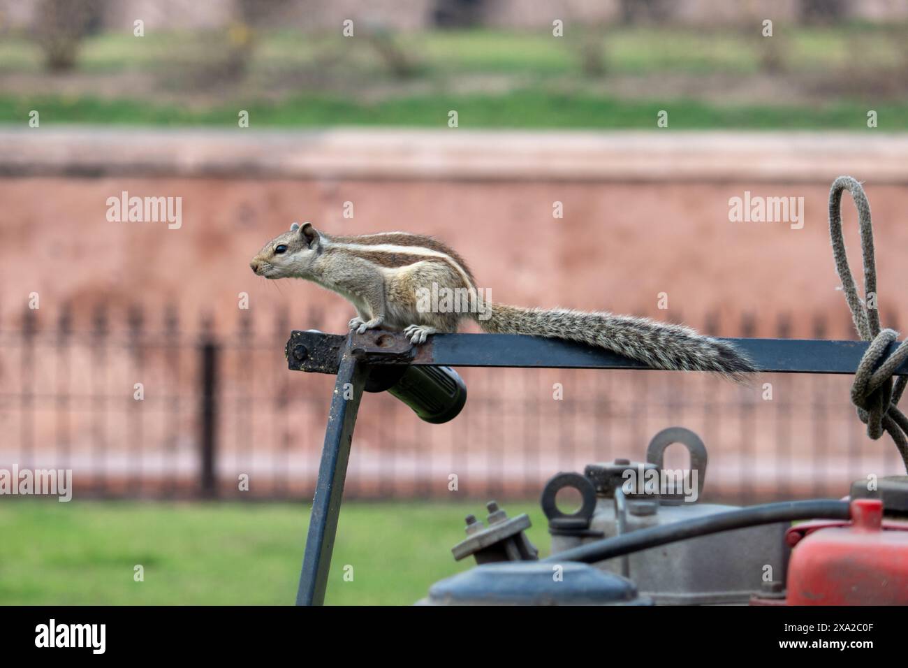Indian palm squirrel native hi-res stock photography and images - Alamy