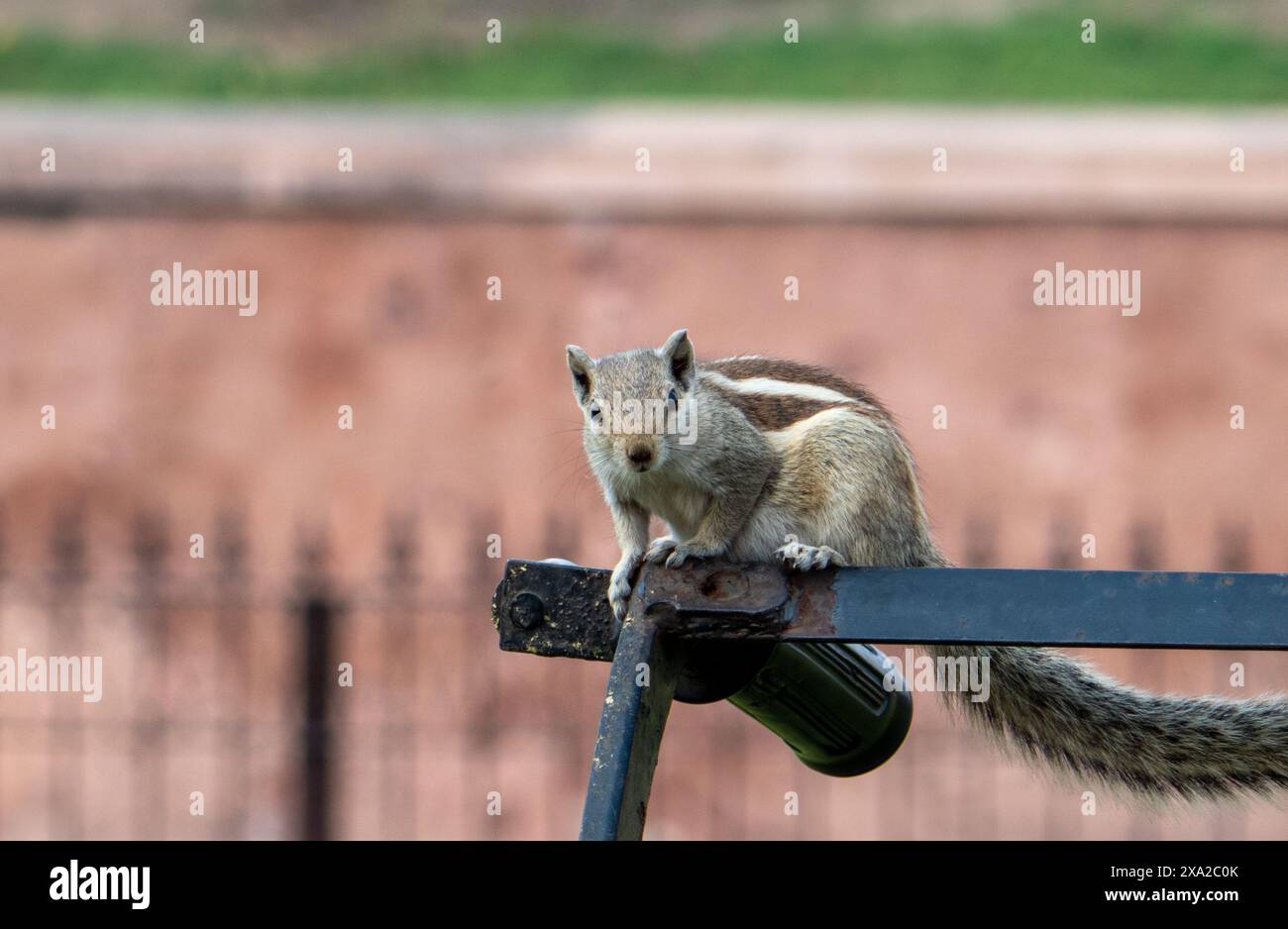 Indian palm squirrel native hi-res stock photography and images - Alamy