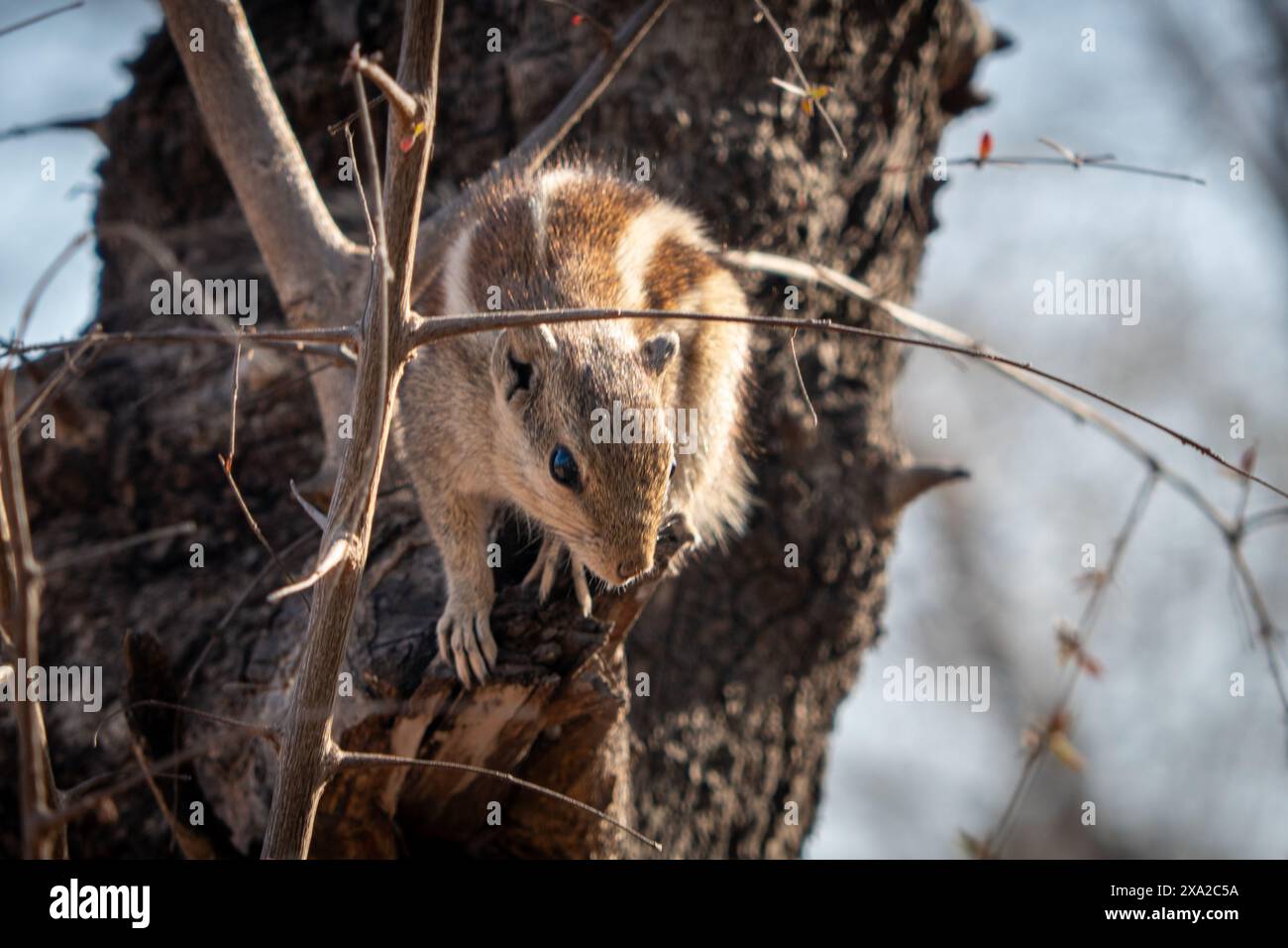 An Indian Palm Squirrel, native to India, in its natural habitat Stock ...