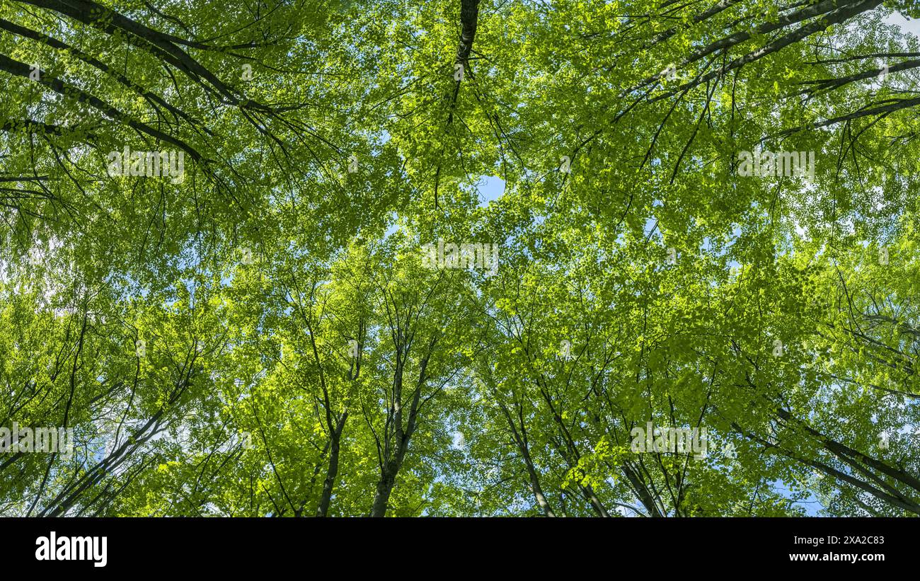 summer green tree tops panorama. bottom view. wide angle background ...