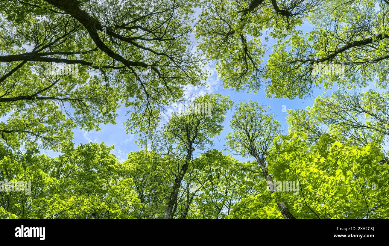 treetops with green lush foliage on clear blue sky background. summer ...