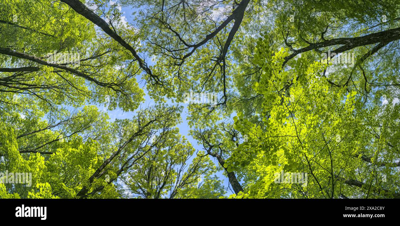 green deciduous treetops in bright sunlight. panoramic view upwards in ...