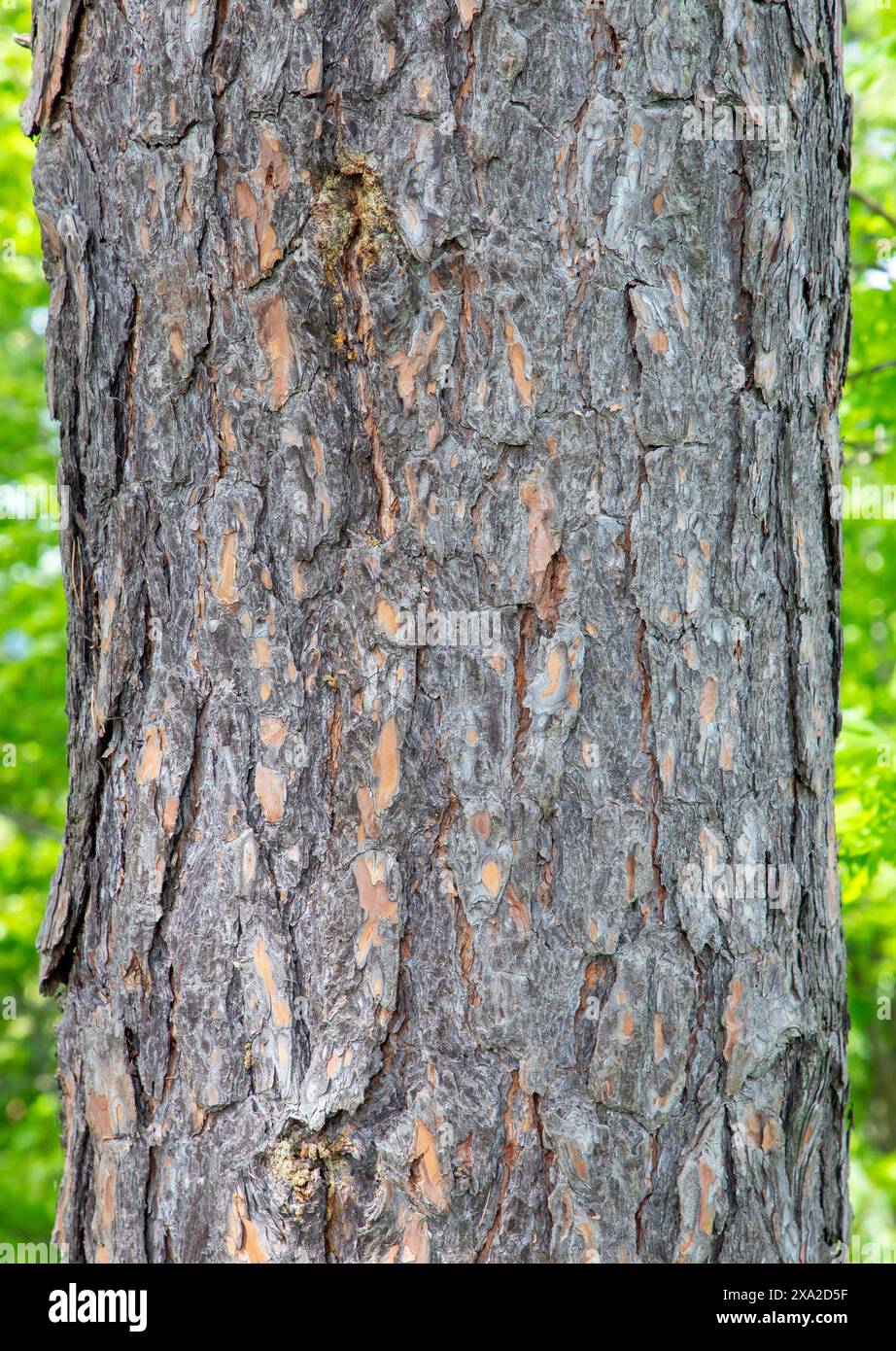 Tree trunk texture hi-res stock photography and images - Alamy
