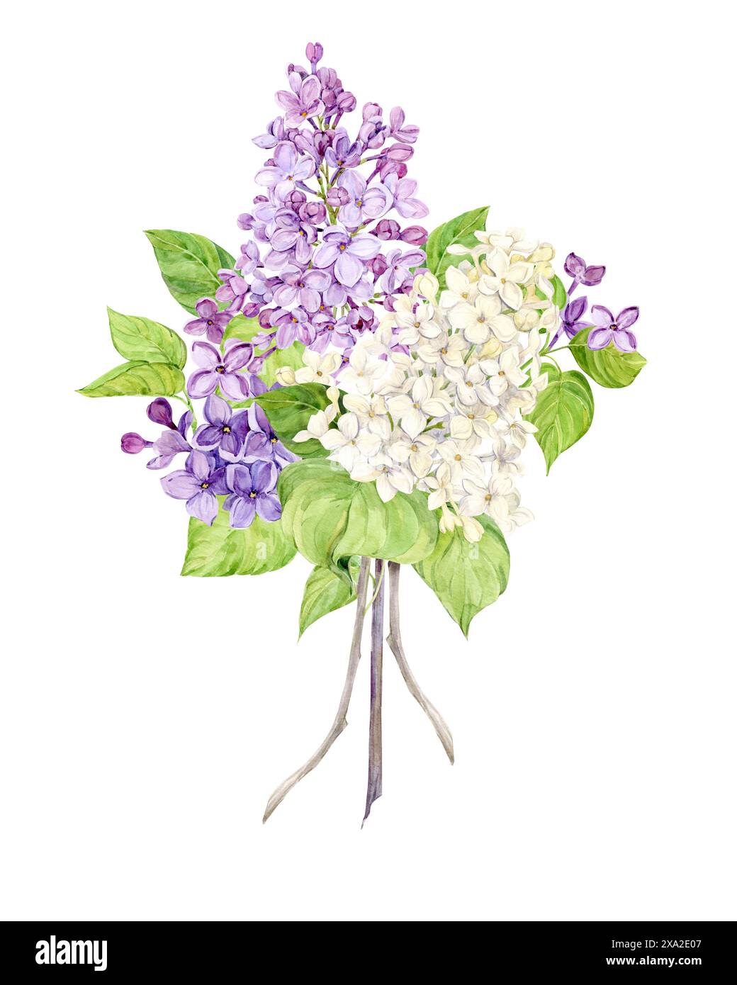 Bouquet of lilacs on a transparent background. White, violet and violet ...