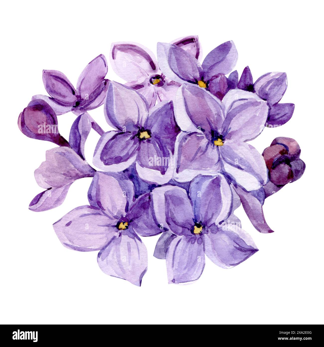Watercolor drawing of lilac. Hand drawn botanical illustration of ...