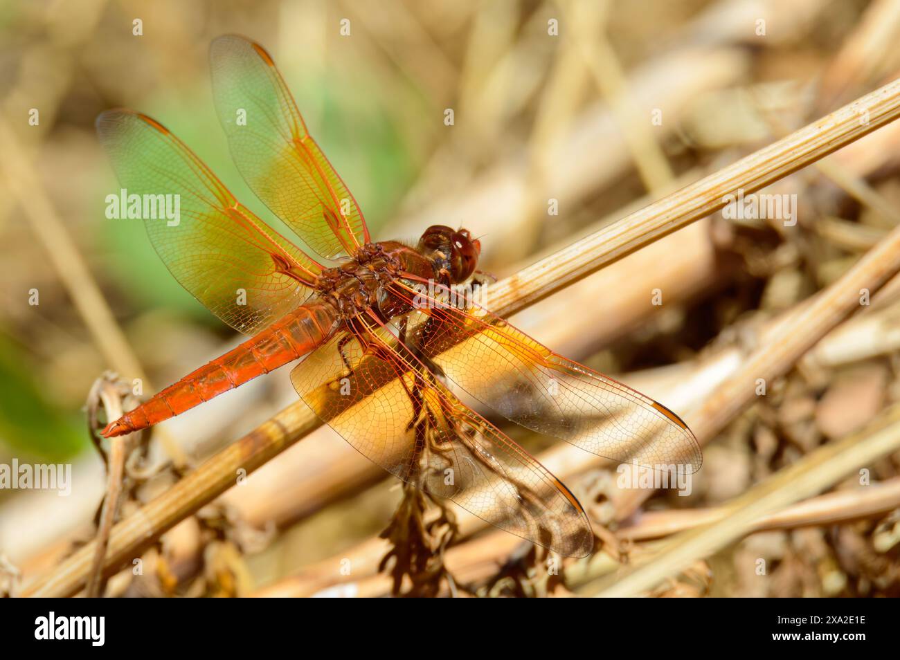 Flame Skimmer Dragonfly, Libellula saturata, in Baja California Stock ...