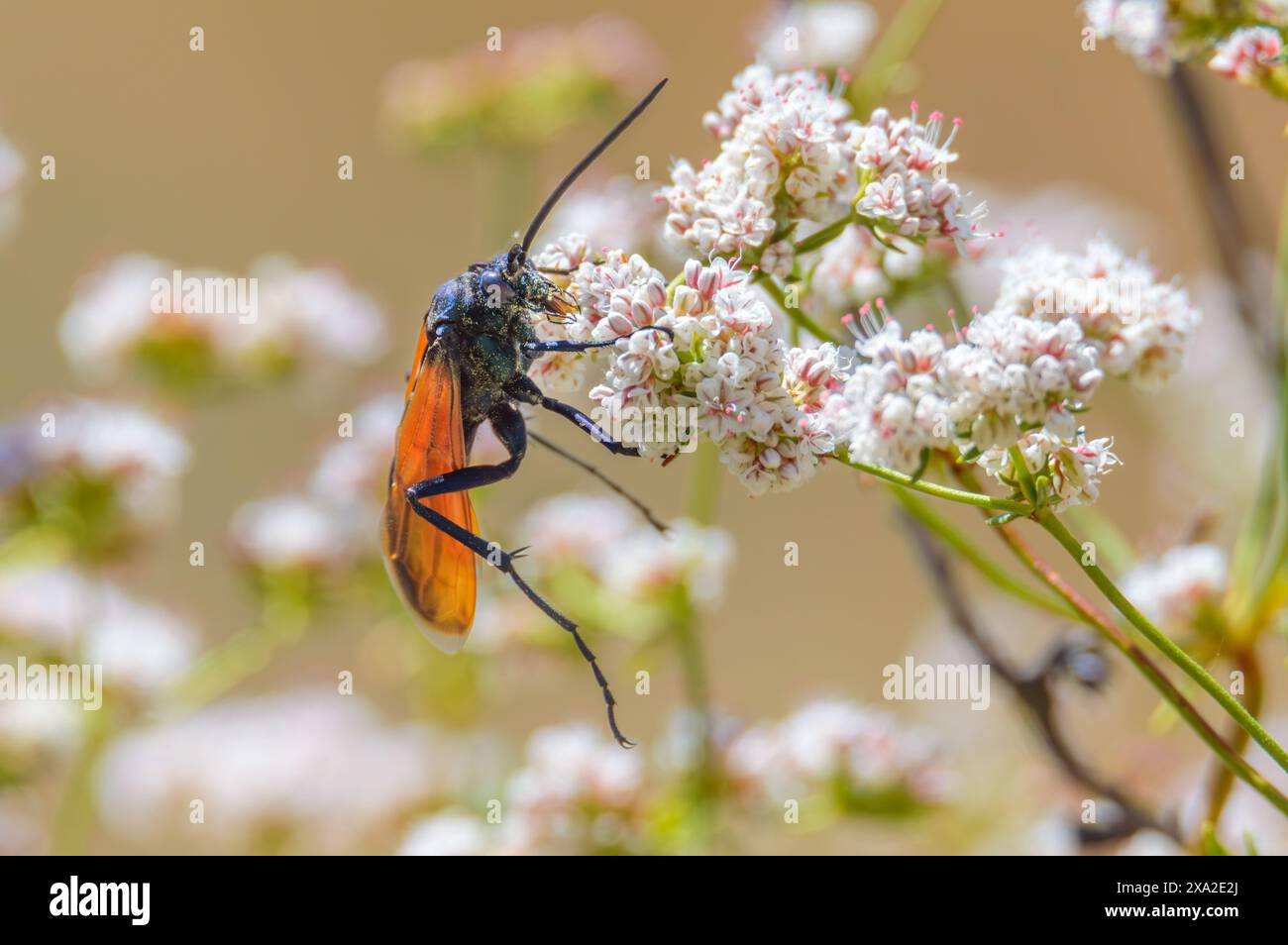 Tarantula Hawk Wasp Feeding on Nectar in Tijuana, Baja California Stock ...