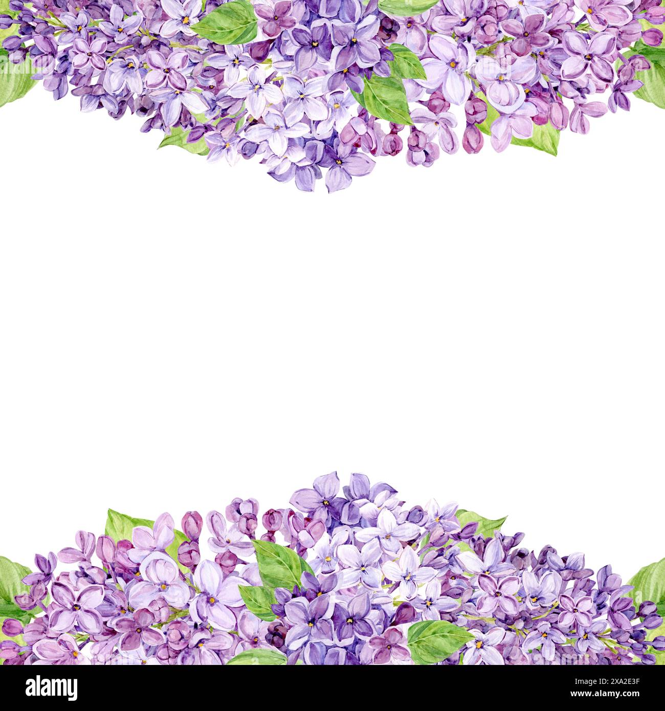 Beautiful lilac lilac with leaves and buds. Hand drawn watercolor ...