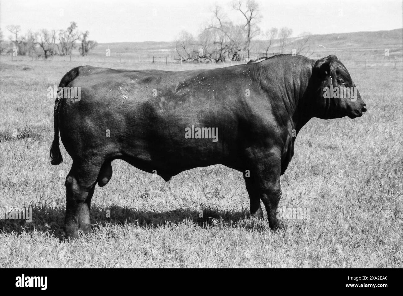 Ranching tradition Black and White Stock Photos & Images - Alamy