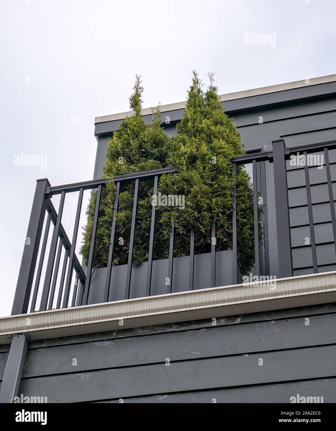 balcony planter boxes with thuja occidentalis (arborvitae plant trees ...