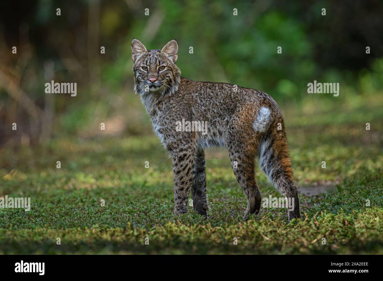 Alert bobcat hi-res stock photography and images - Alamy