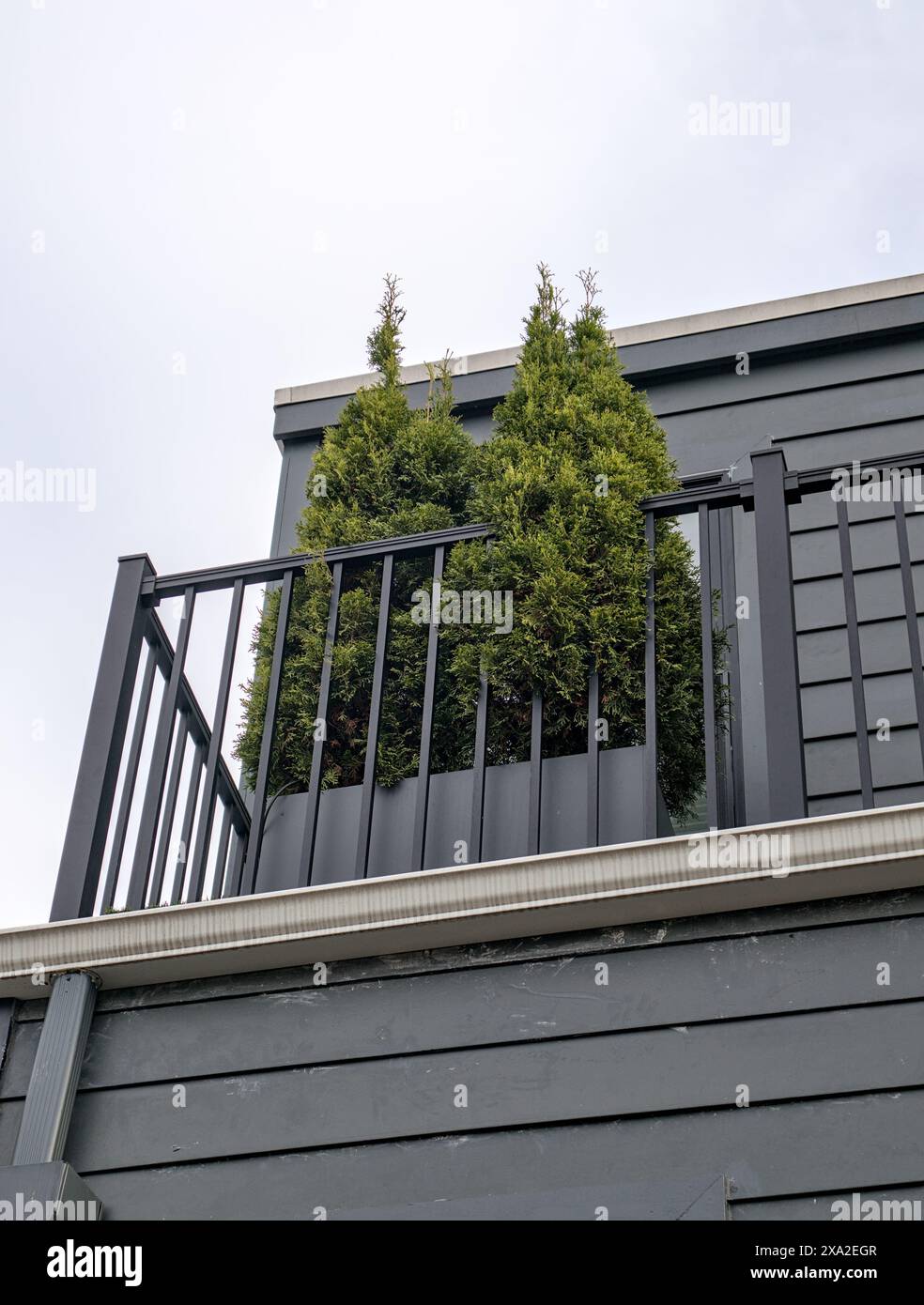 balcony planter boxes with thuja occidentalis (arborvitae plant trees ...
