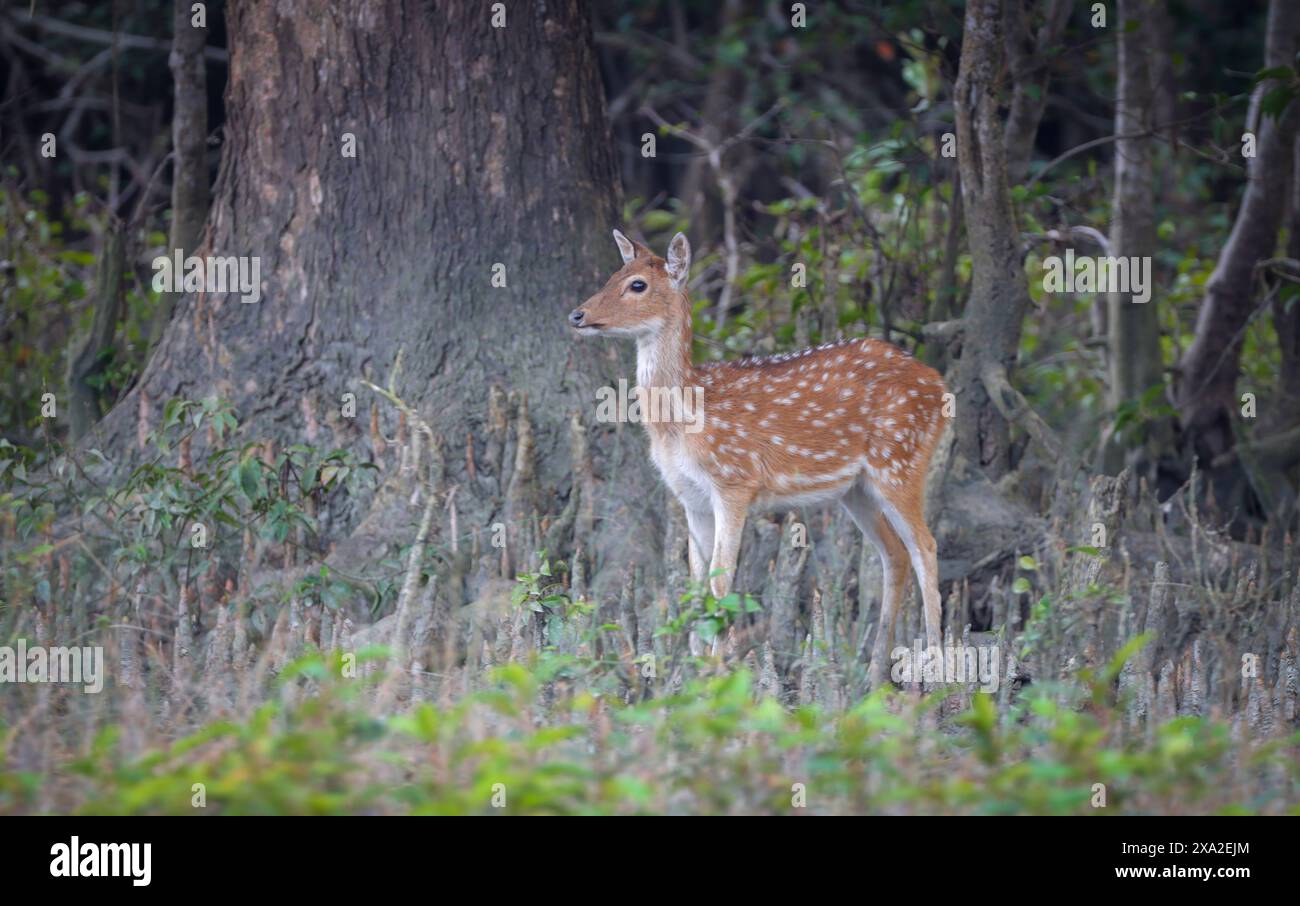 chital or cheetal, also known as the axis deer is a deer species native ...