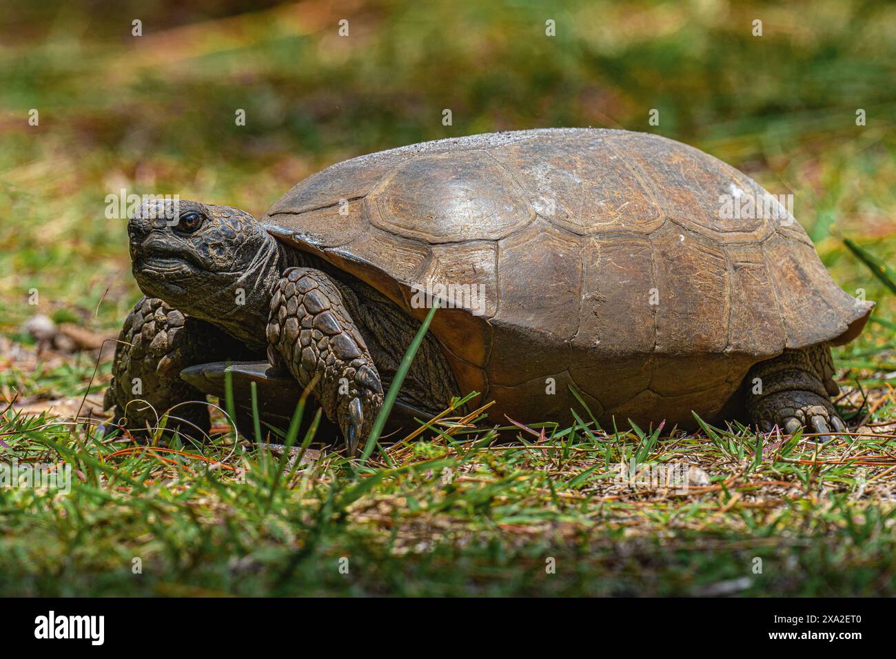 Gopher Tortoise walking in the Florida sun Stock Photo - Alamy