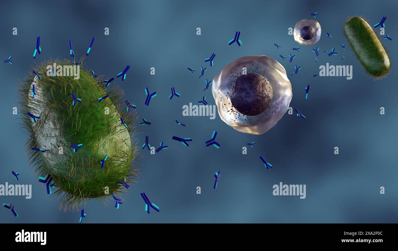 3d rendering of Antibody molecules produced by B cells bind outer ...