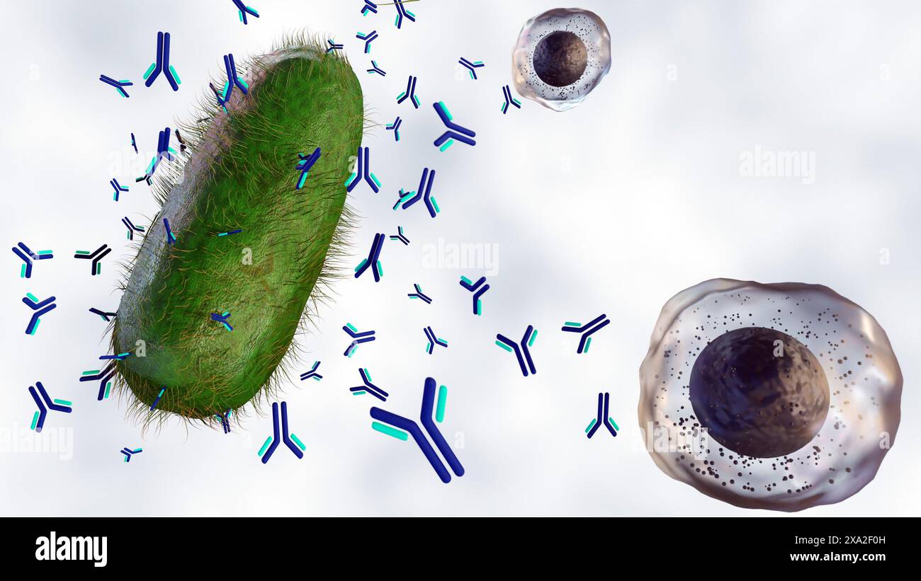 3d rendering of Antibody molecules produced by B cells bind outer ...