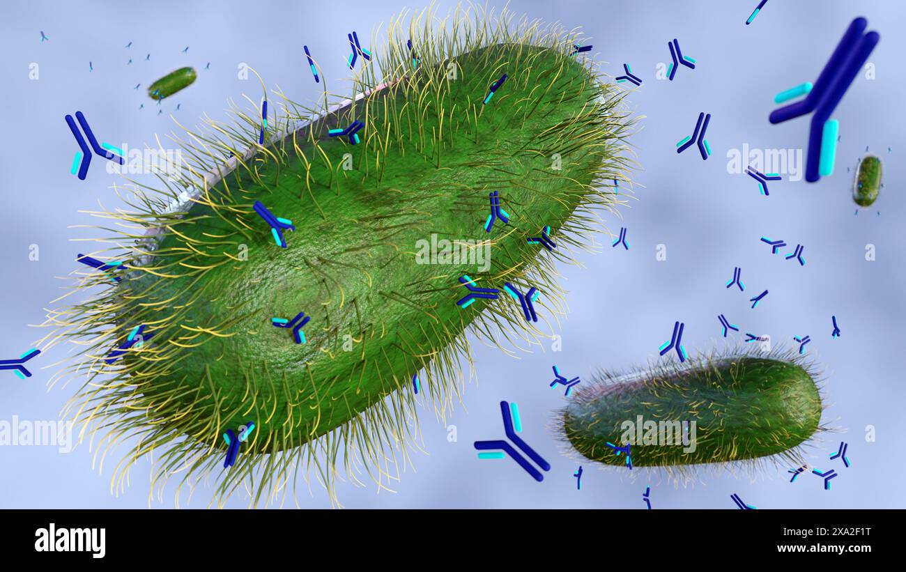 3d rendering of Antibody molecules produced by B cells bind outer ...