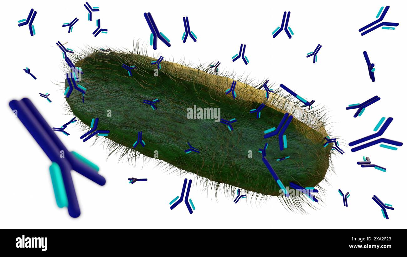 3d rendering of Antibody molecules produced by B cells bind outer ...