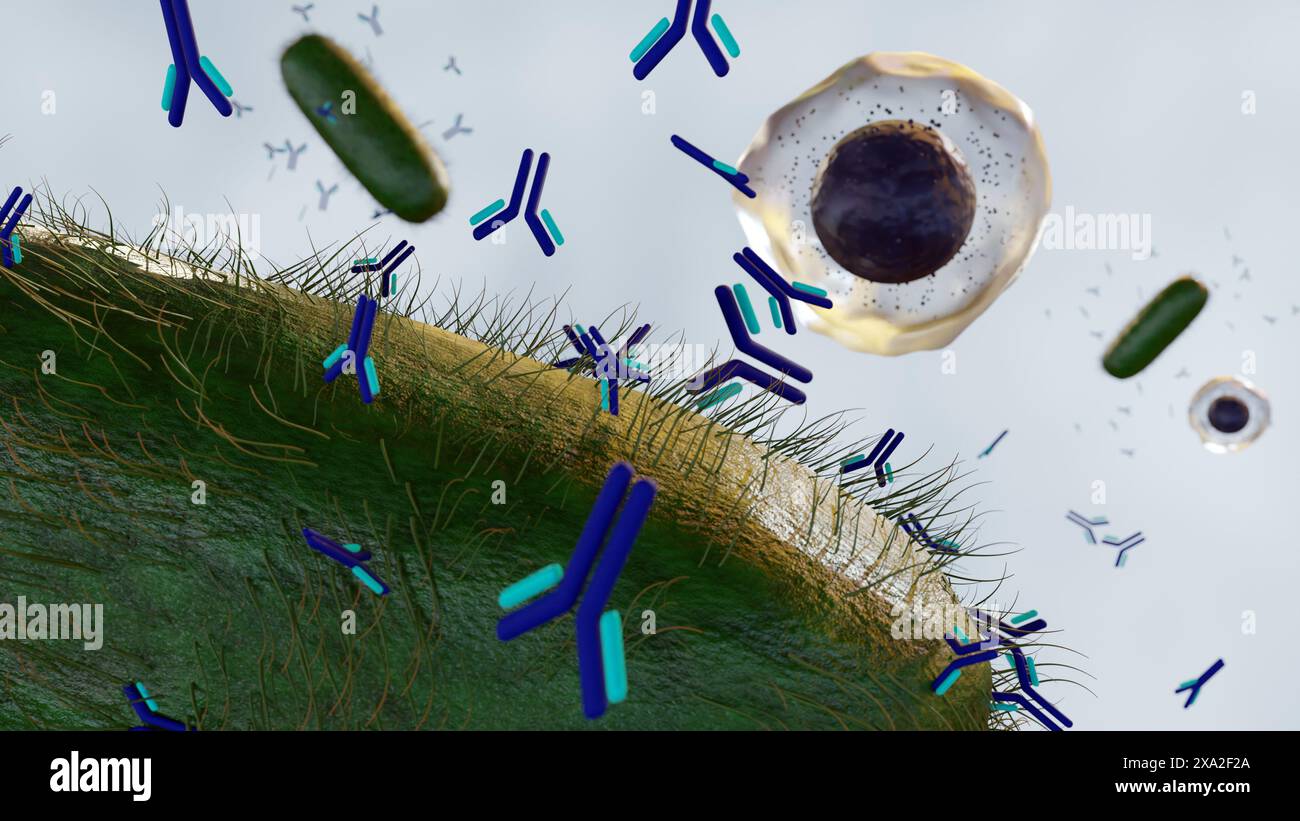 3d rendering of Antibody molecules produced by B cells bind outer ...