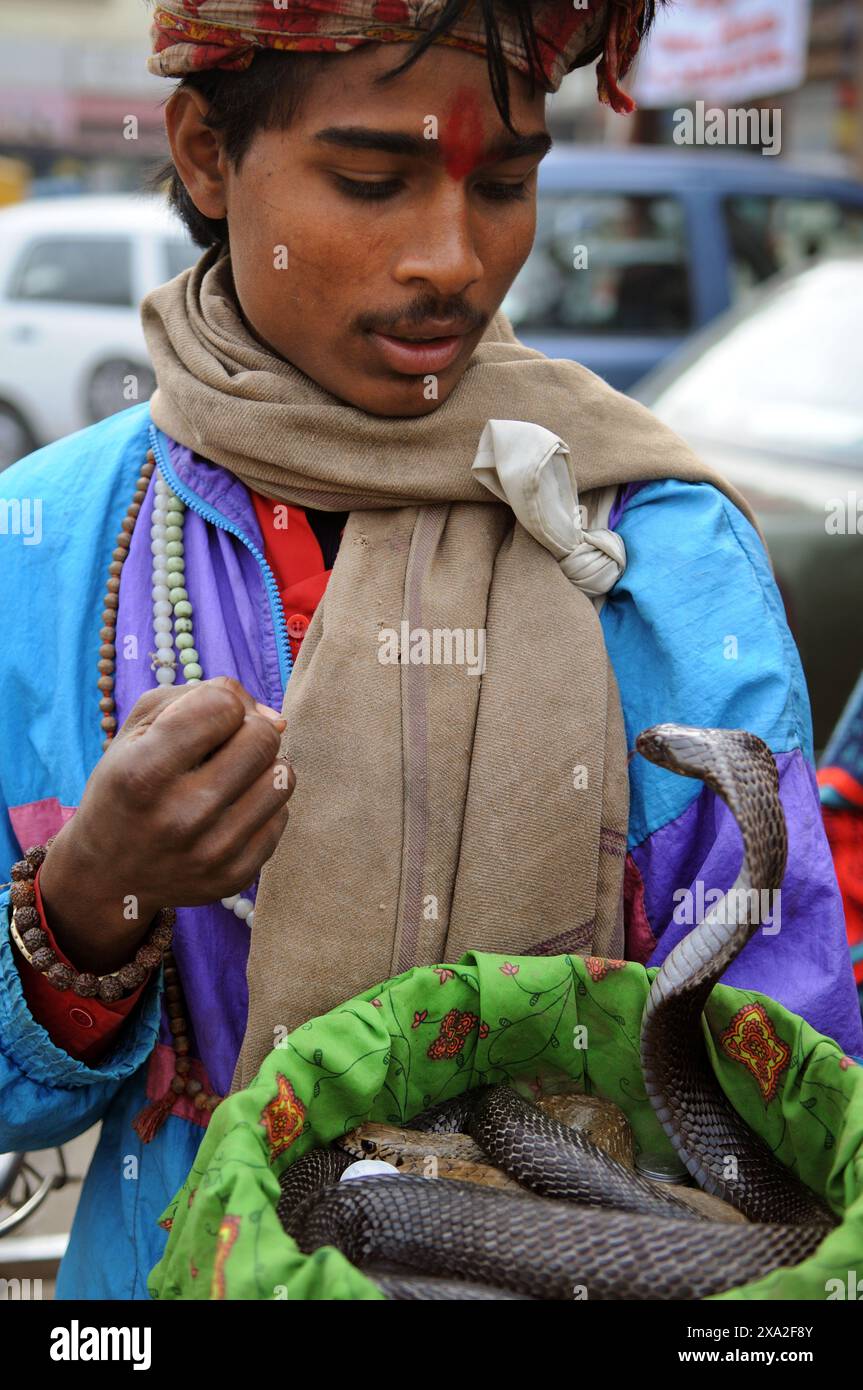 A snake charmer looks at his Cobra snake in the streets of Amritsar ...